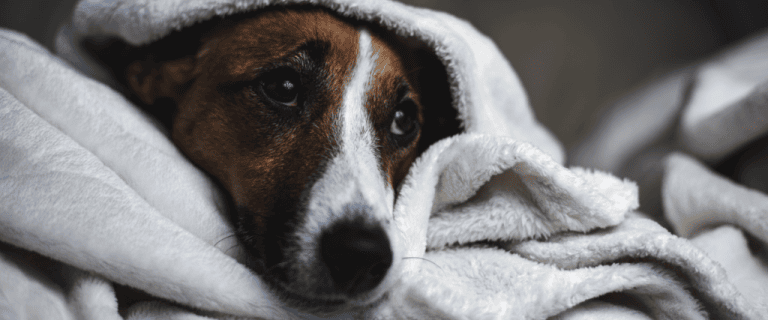 Ängstlicher Hund, was muss ich wissen? | Figopet.de