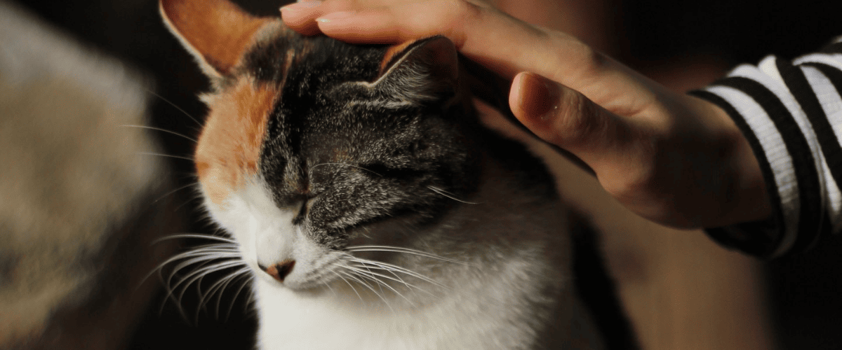 Ist eine Katze das richtige Tier für mich? | Figopet.de